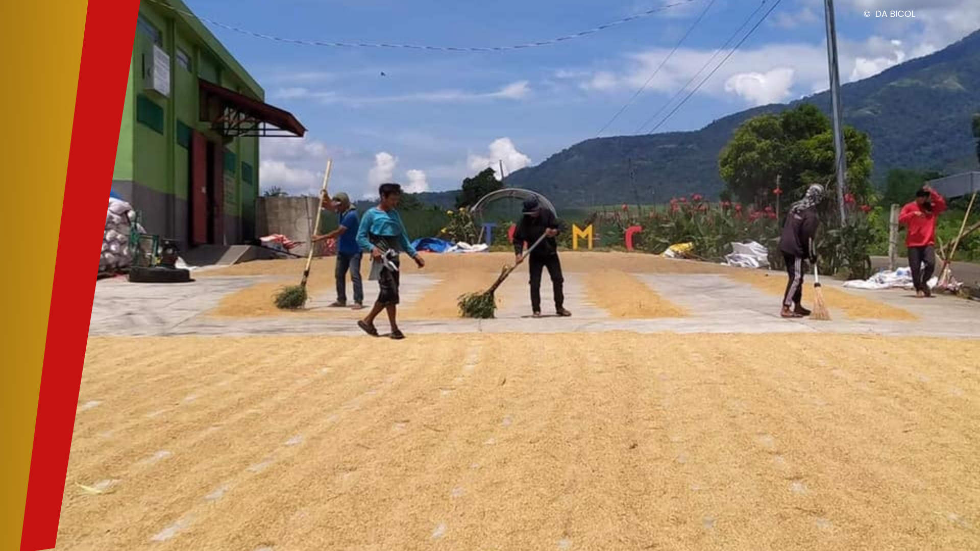 Palay sa Camarines Sur, maganda ang kalidad at ang supply- DA Bicol ...