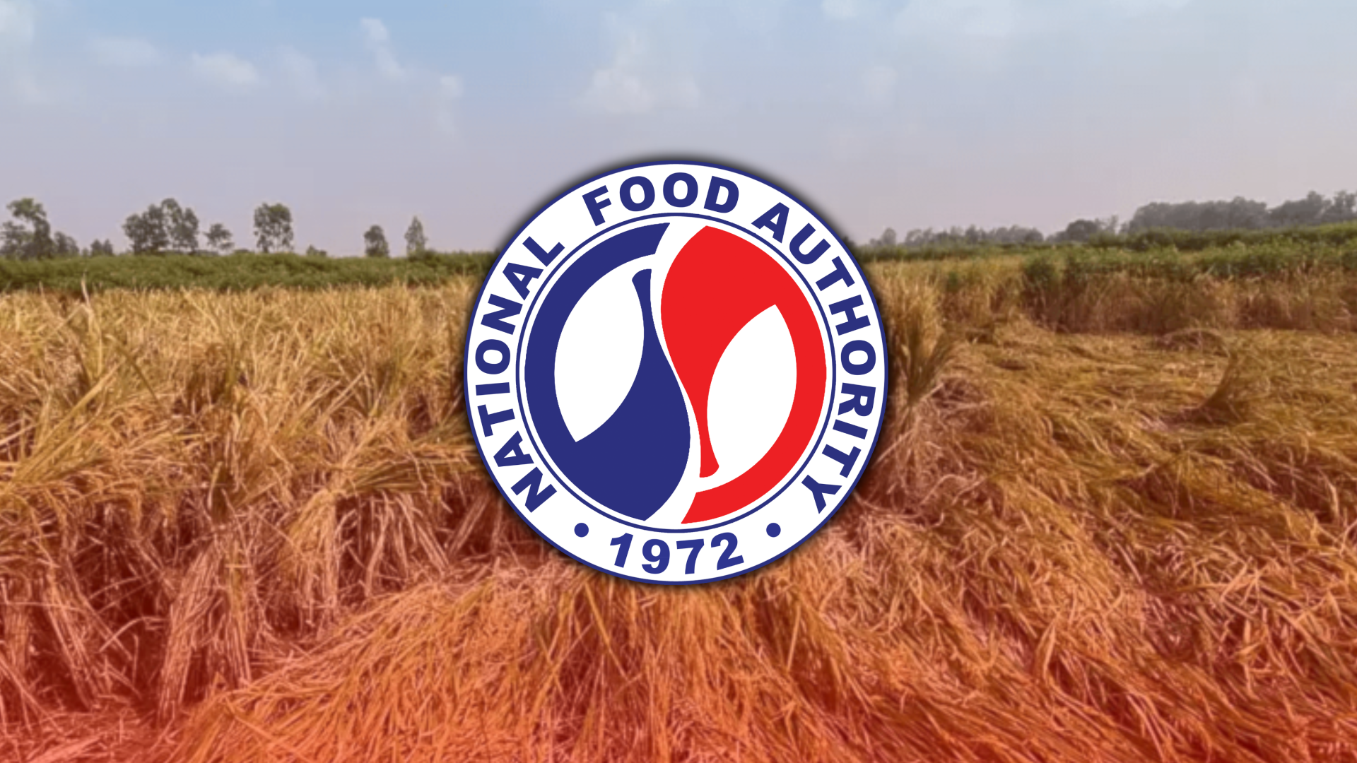 Pamimili ng palay sa mga local farmers sa mas mataas na presyo ...