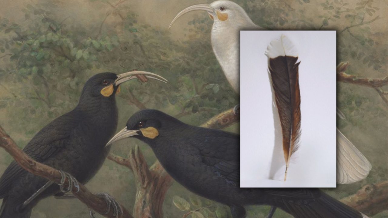 Feather ng ibon nabenta sa P1.6 Milyon sa auction - Brigada News