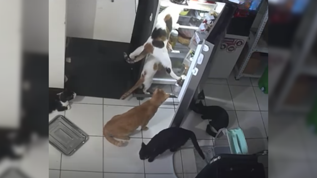 Tropa ng mga pusa, ni-raid ang ref ng kanilang fur mom - Brigada News