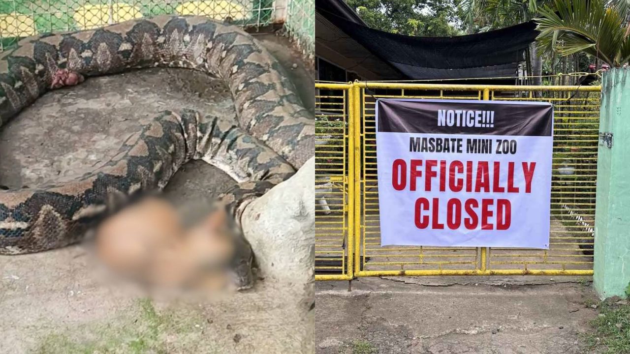 Private mini zoo sa Masbate City, ipinasara matapos mag-viral ang ...