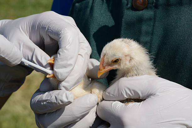 Mexico, nakapagtala ng unang kaso ng namatay dahil sa H5N2 strain ng ...