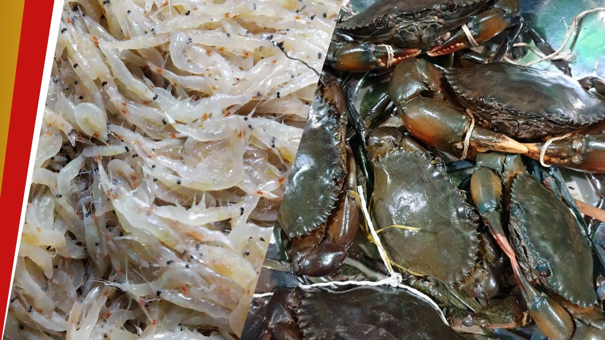 Magandang huli ng alamang at alimango sa Camarines Sur ngayong tag-ulan ...