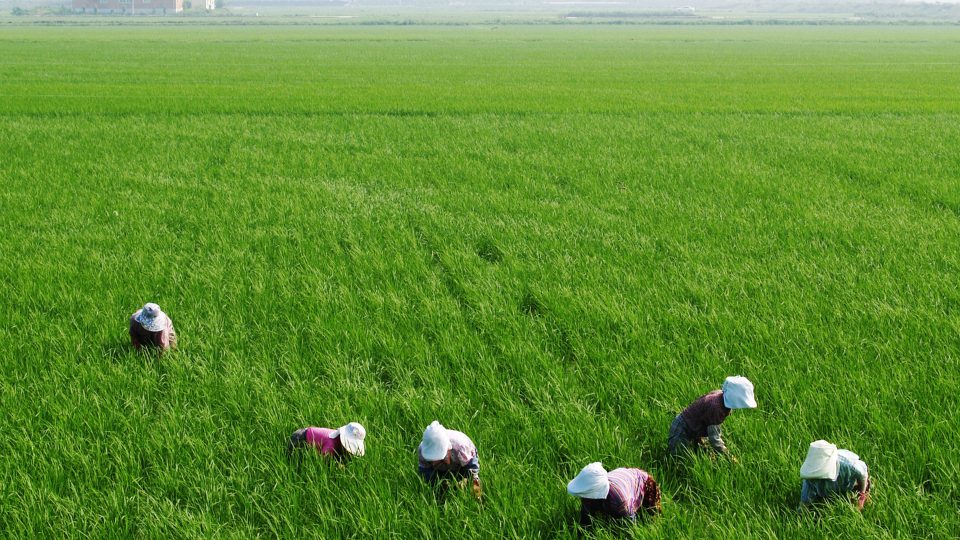 Natitirang 800K hectares ng lupa, nakatakdang ipamahagi ng DAR hanggang ...