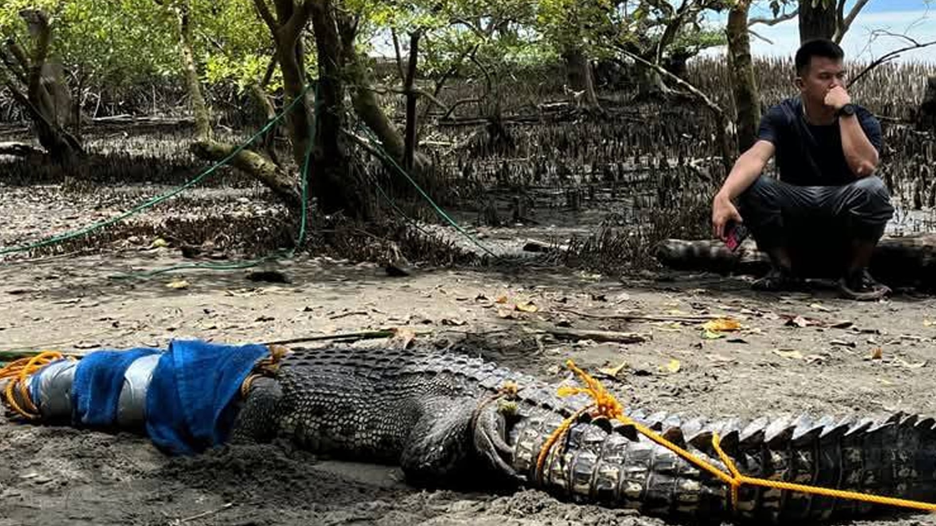 7.5-foot saltwater crocodile rescued in Sarangani - Brigada News